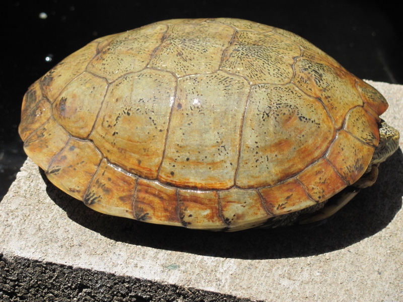 westernpondturtlerescues