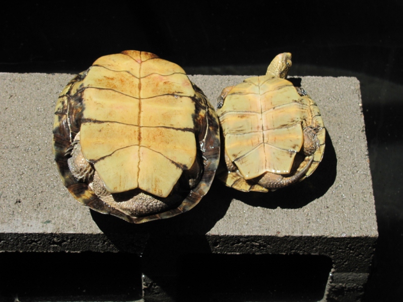 westernpondturtlerescues