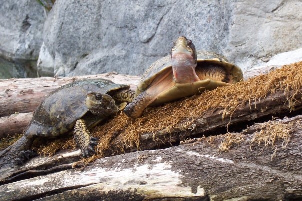 westernpondturtlegallery