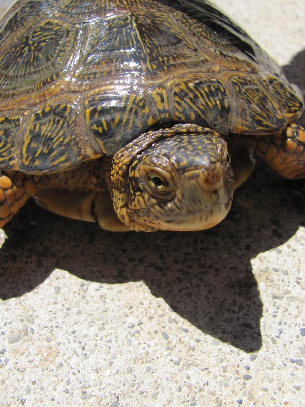 westernpondturtlerescues